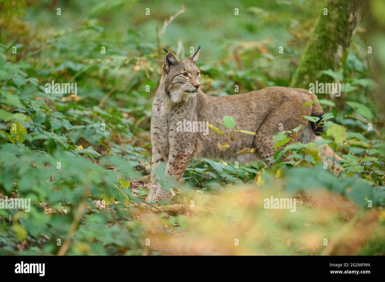 European Lynx; Lynx lynx Stock Photo - Alamy