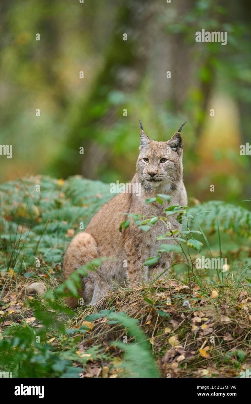 European Lynx; Lynx lynx Stock Photo - Alamy