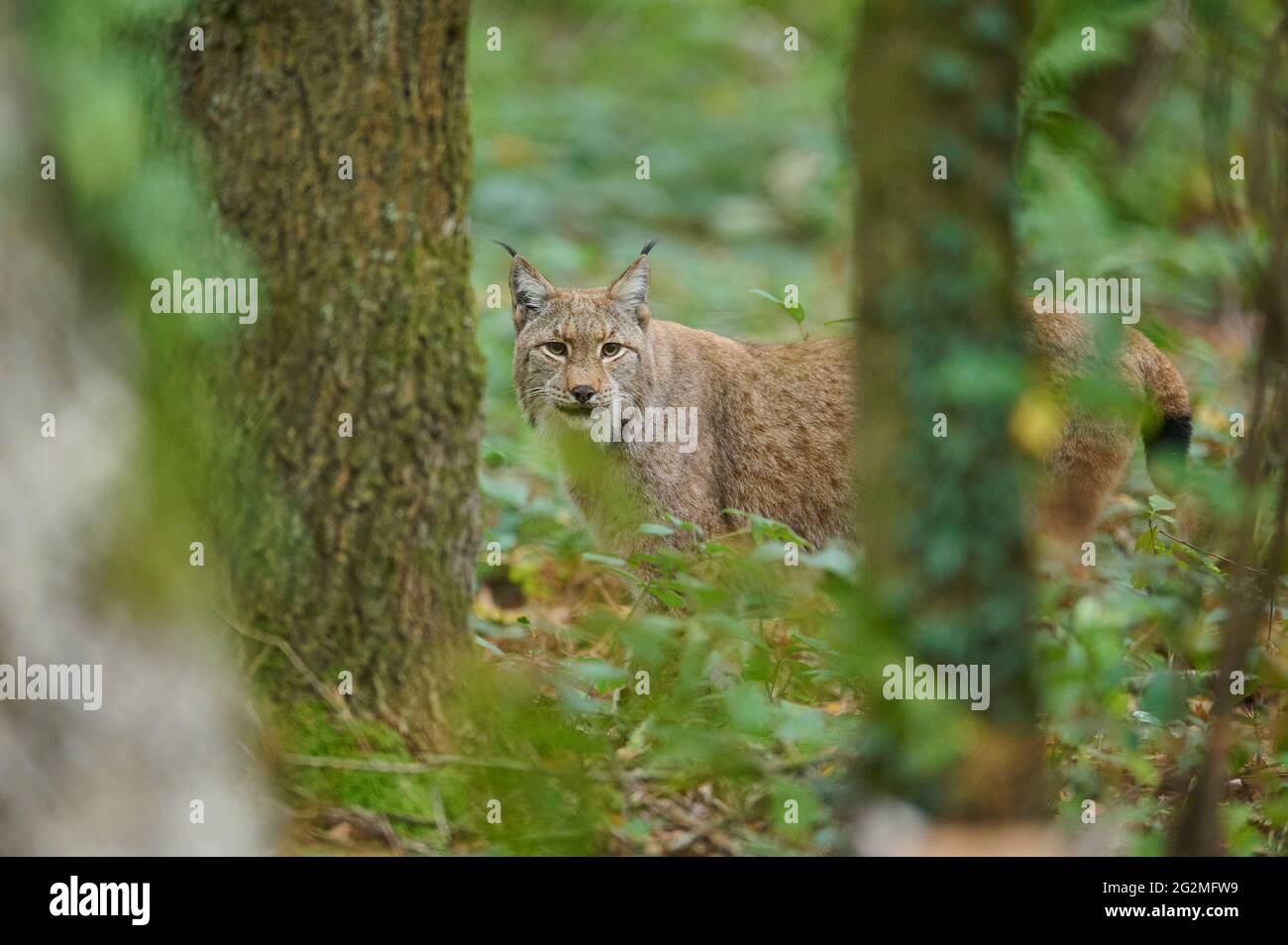 European Lynx; Lynx lynx Stock Photo - Alamy