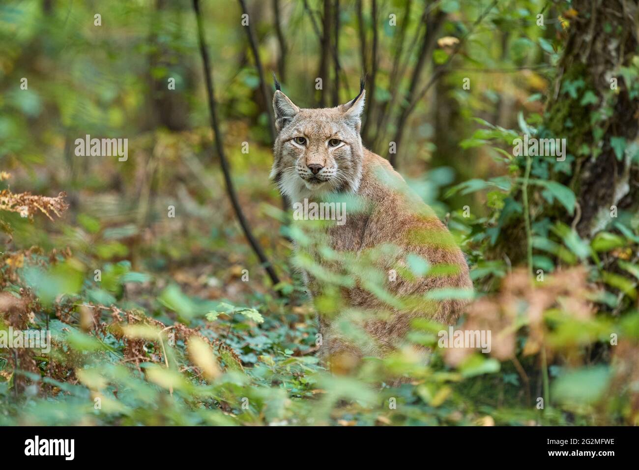 European Lynx; Lynx lynx Stock Photo - Alamy