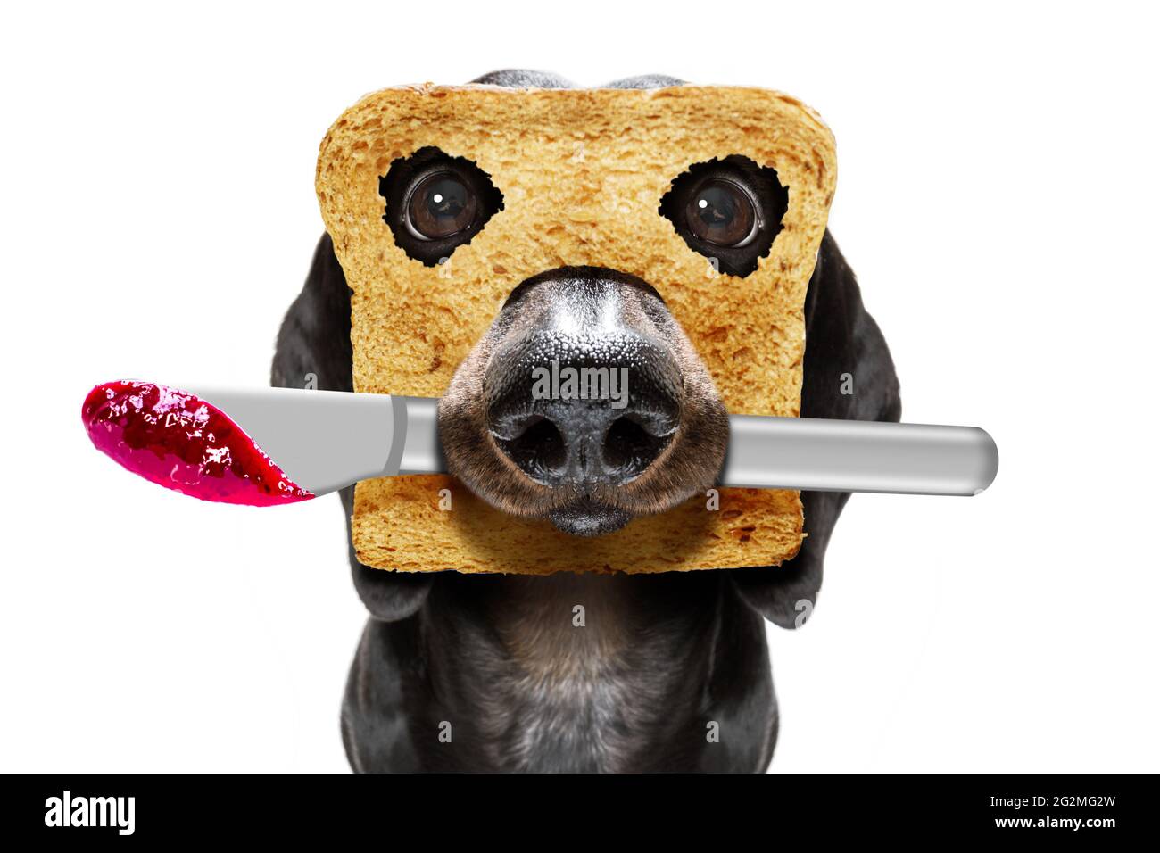 Can You Give Toast To Dogs