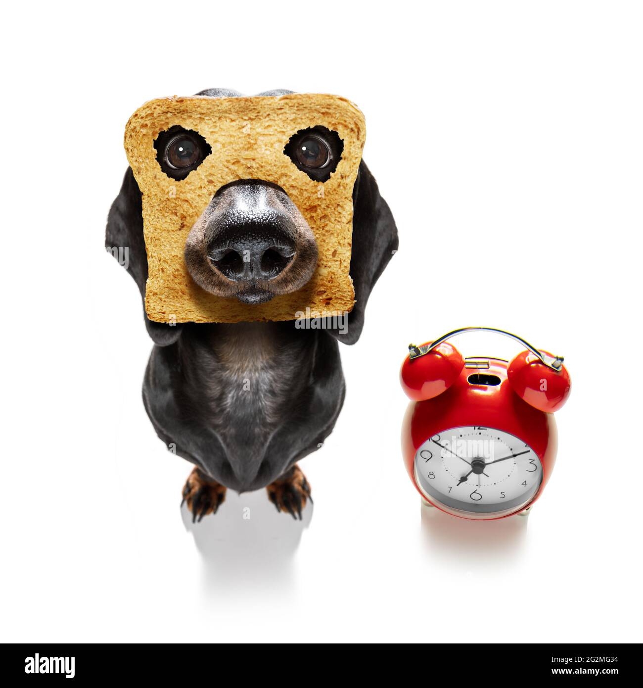 hungry dachshund sausage dog with toast for breakfast ready to start ...