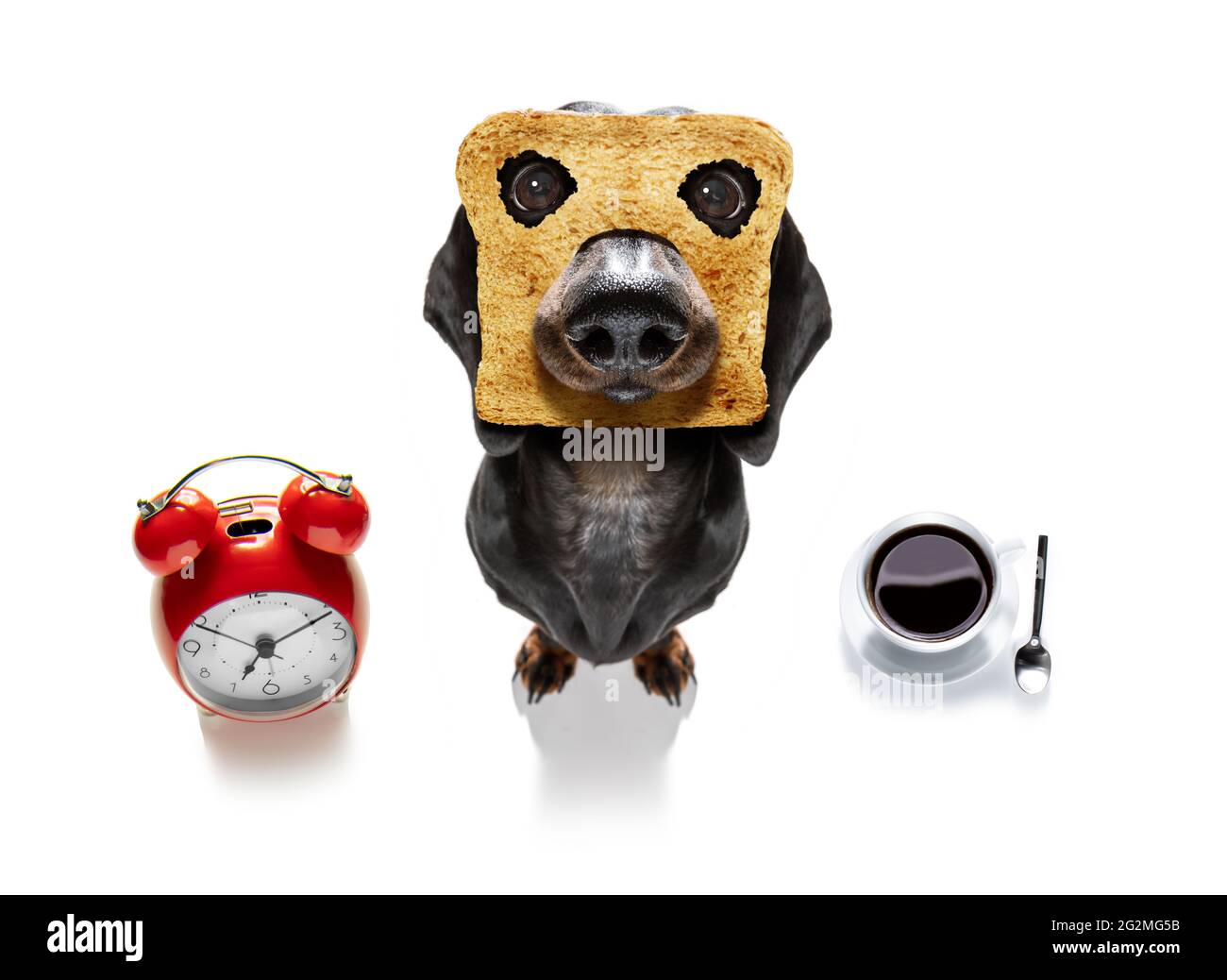 hungry dachshund sausage dog with toast for breakfast ready to start ...