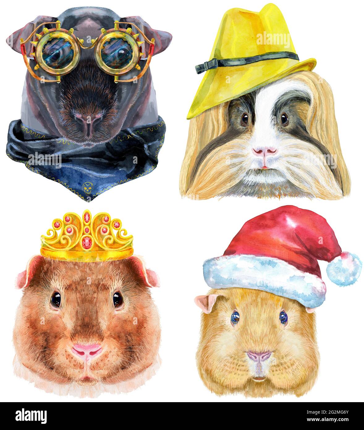 Guinea pigs for t-shirt graphics. Watercolor Skinny Guinea Pig ...