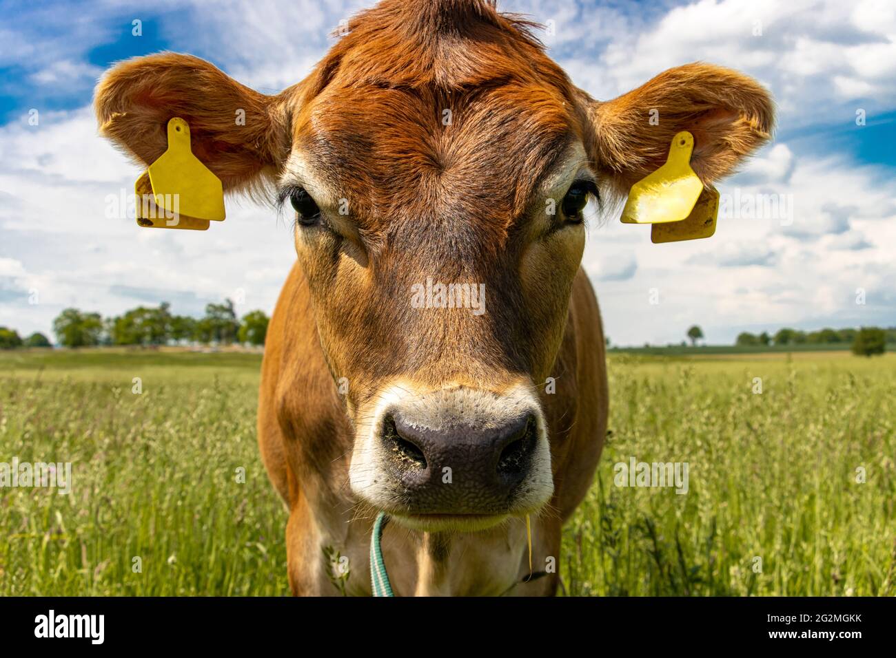 The portrait of a young bull looking into the camera, close up view ...