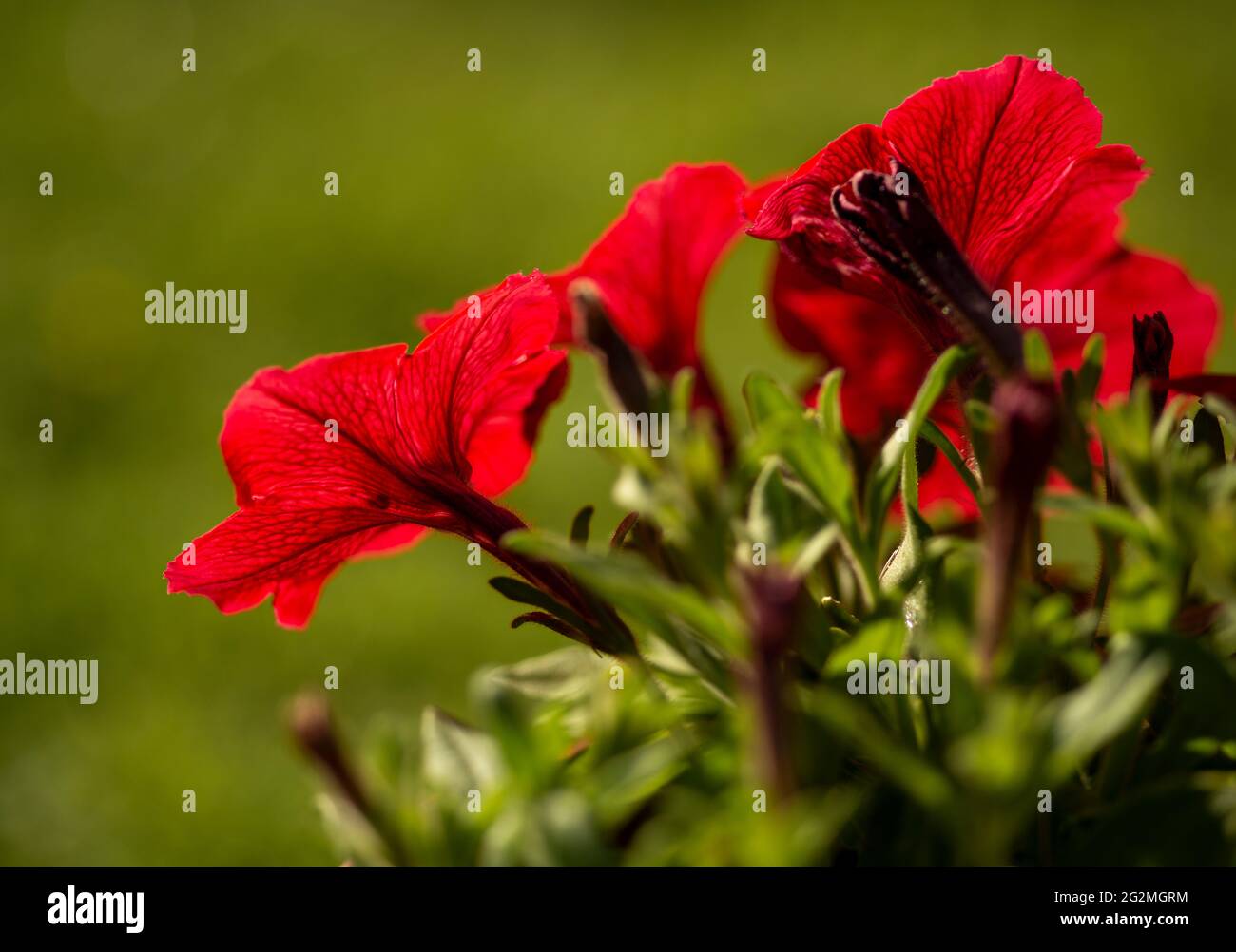 Petunia red hi-res stock photography and images - Alamy