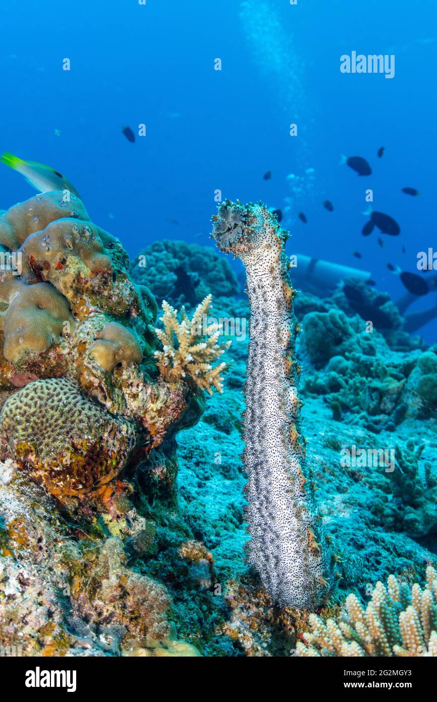 Graeffei hi-res stock photography and images - Alamy