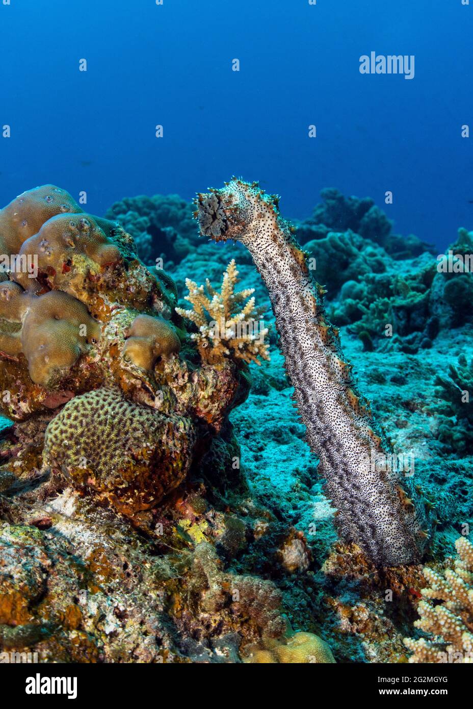 Graeffe's Sea Cucumber (Pearsothuria graeffei) in Maldives Stock Photo ...