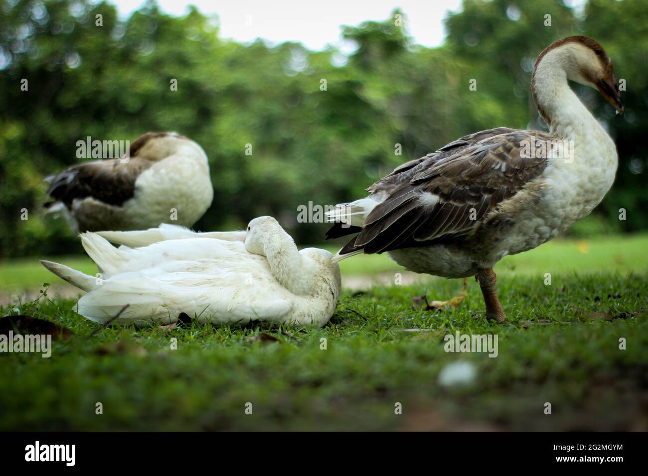 Happy goose hi-res stock photography and images - Alamy