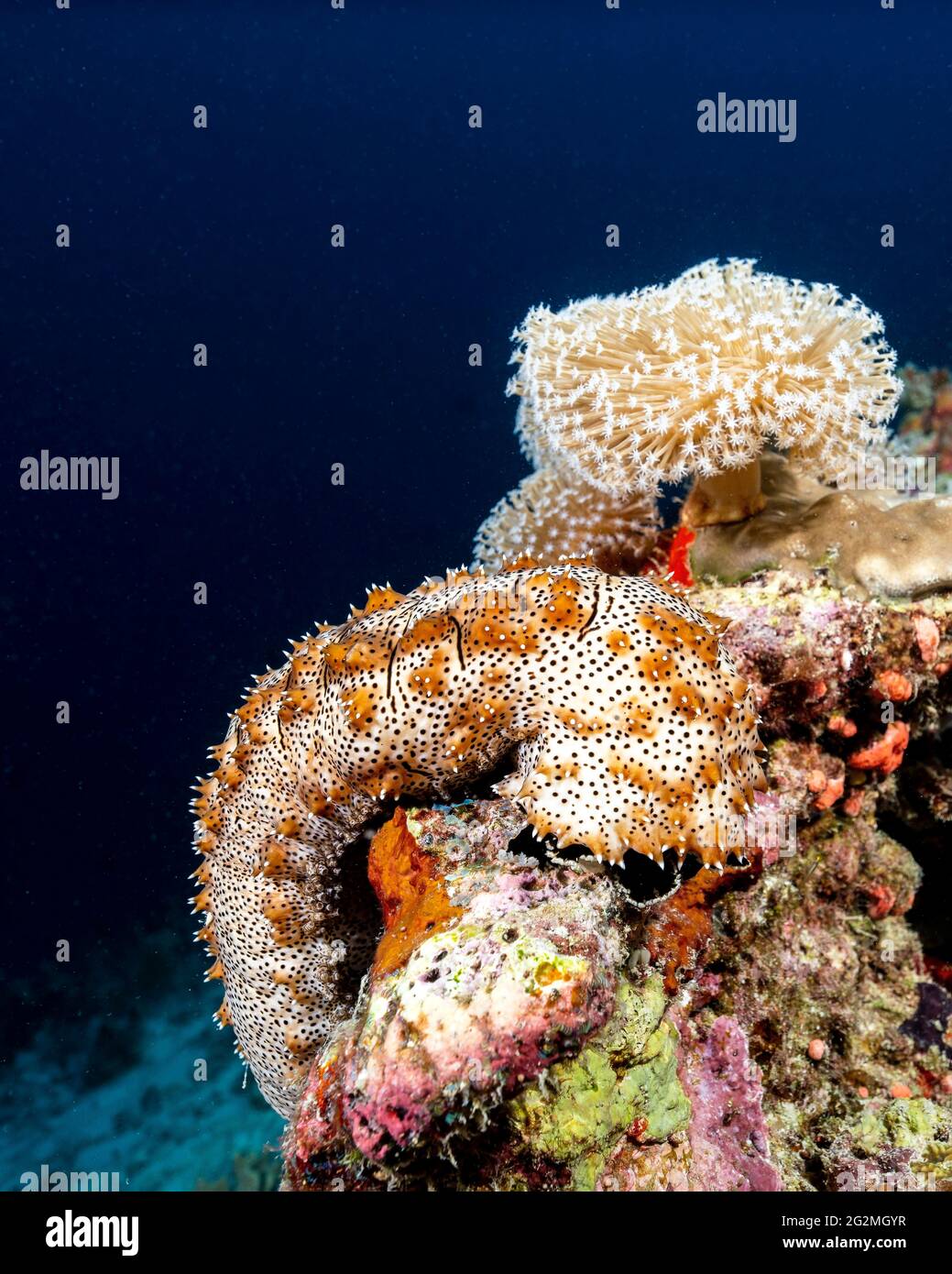 Graeffei hi-res stock photography and images - Alamy