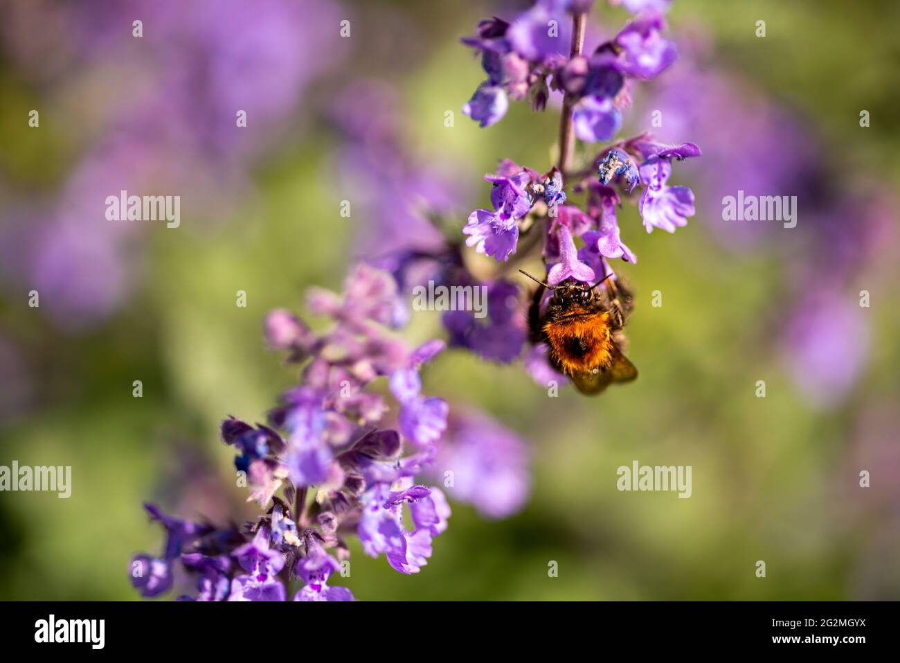 Catmint, nepeta faassenii, purple flowering garden plant Stock Photo ...