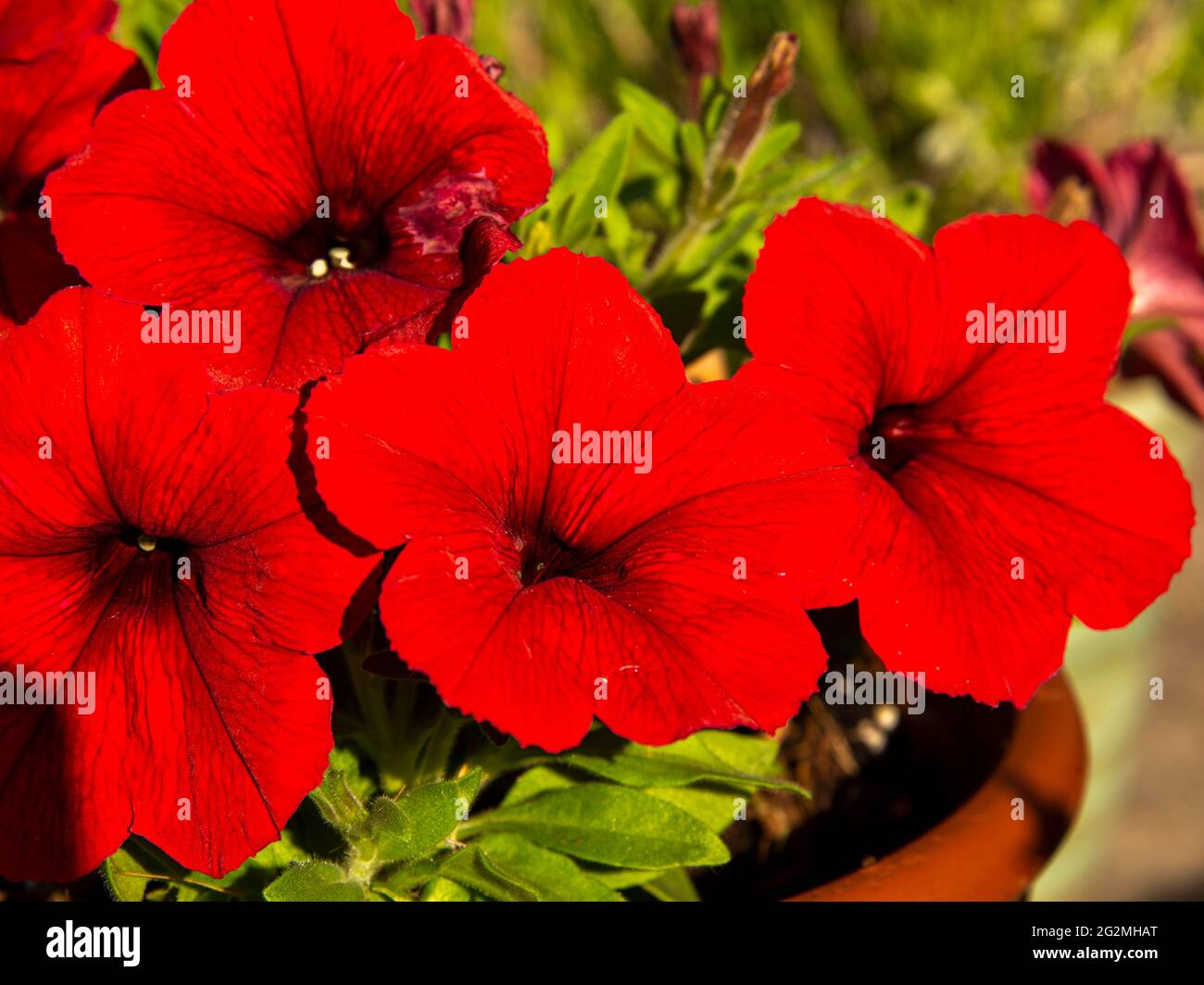 Red petunia hi-res stock photography and images - Alamy