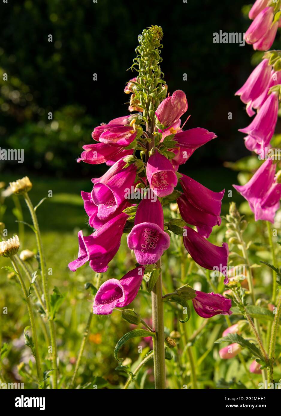 Foxglove Uk Garden High Resolution Stock Photography and Images - Alamy