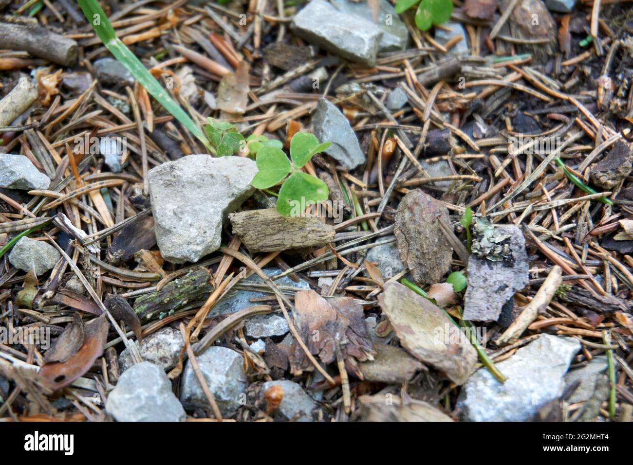 High angle shot of twigs and stones on the forest ground Stock Photo ...
