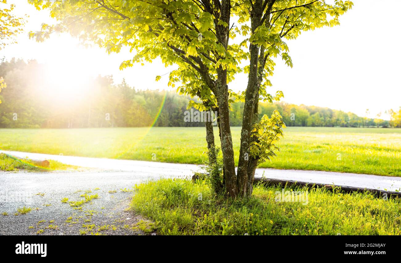 Scenic view of a tree a vast greenfield and bright sunlight in the ...