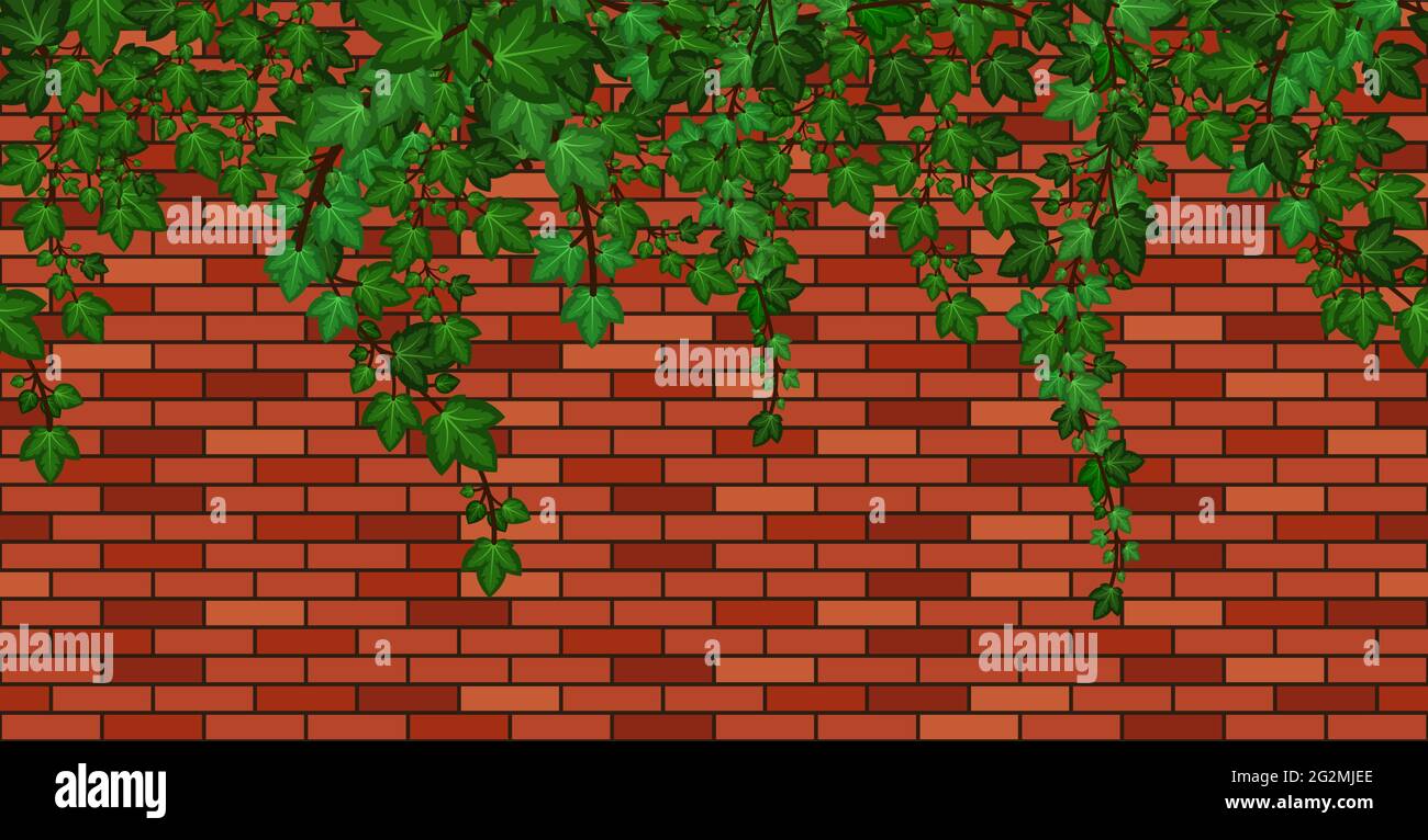 Birck wall with ivy leaves. Green ivy foliage on red bricks, building ...