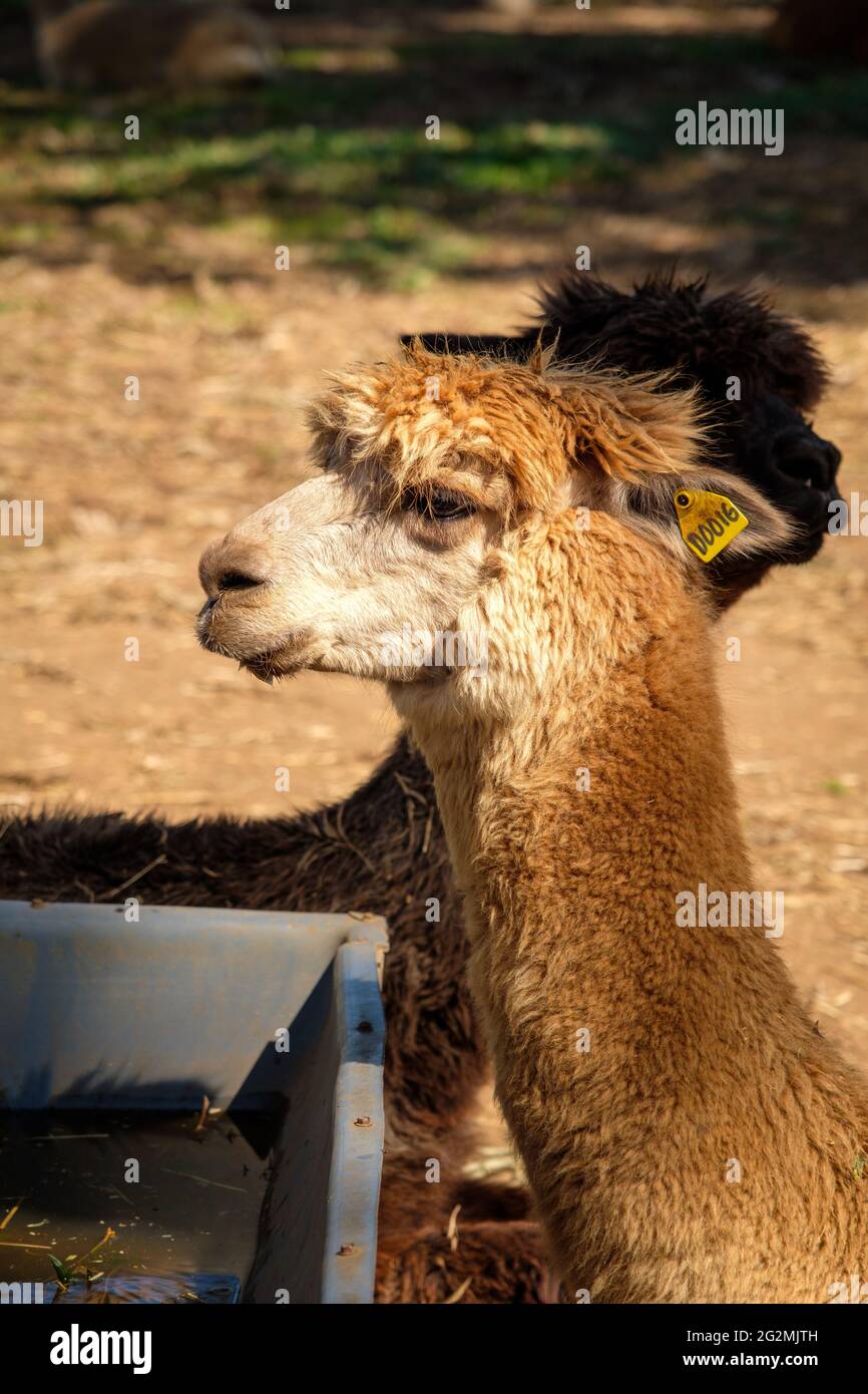 Mountview alpaca farm hi-res stock photography and images - Alamy