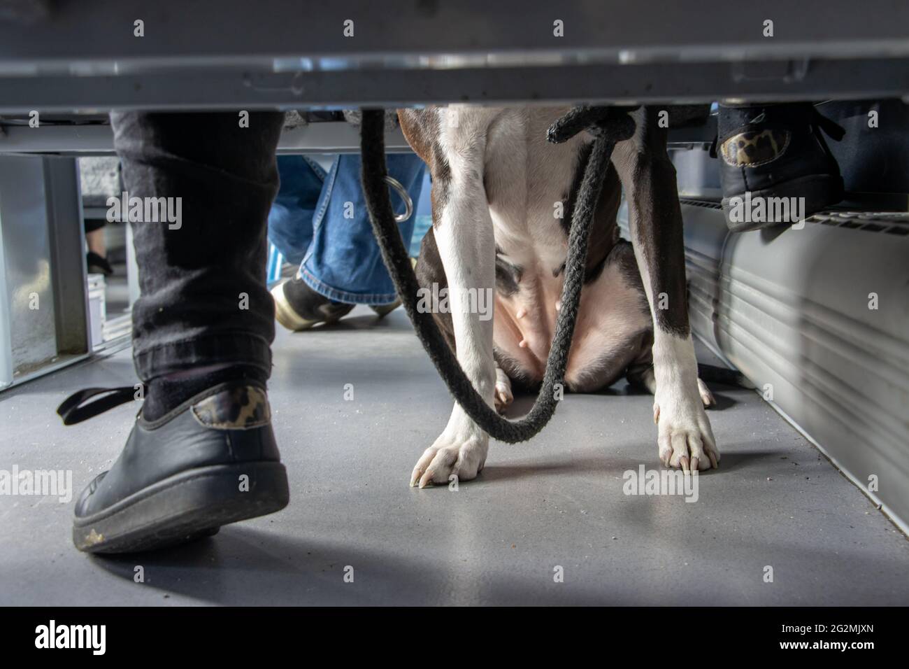 A dog bull terrier sitting on a floor of a bus Stock Photo - Alamy