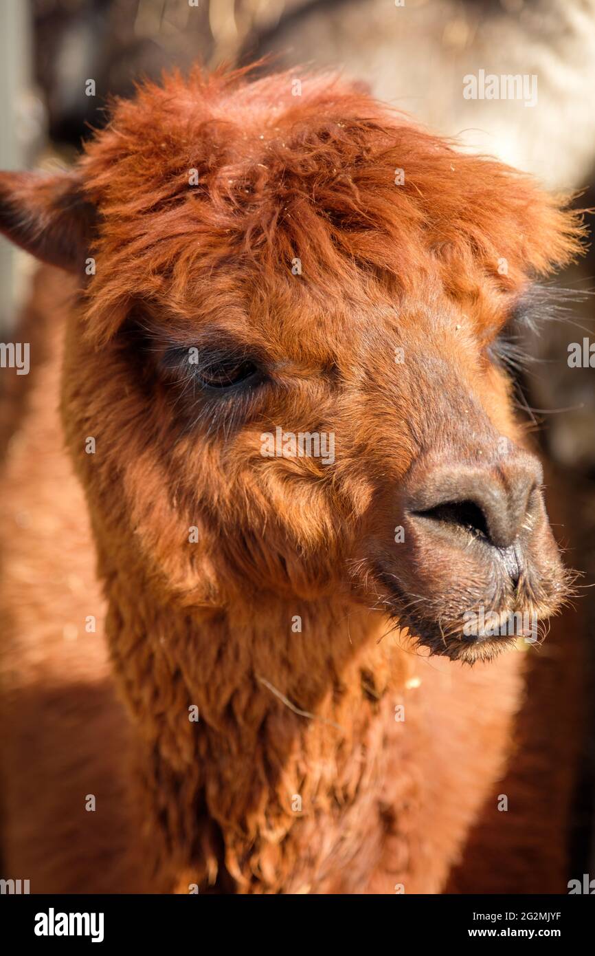 Mountview alpaca farm hi-res stock photography and images - Alamy