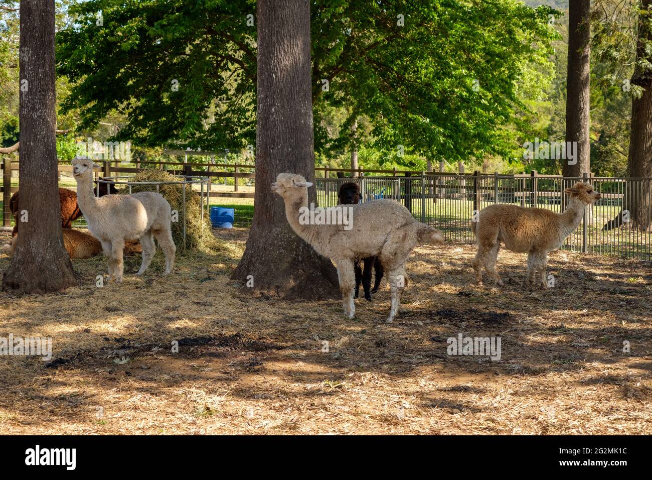 Mountview alpaca farm hi-res stock photography and images - Alamy