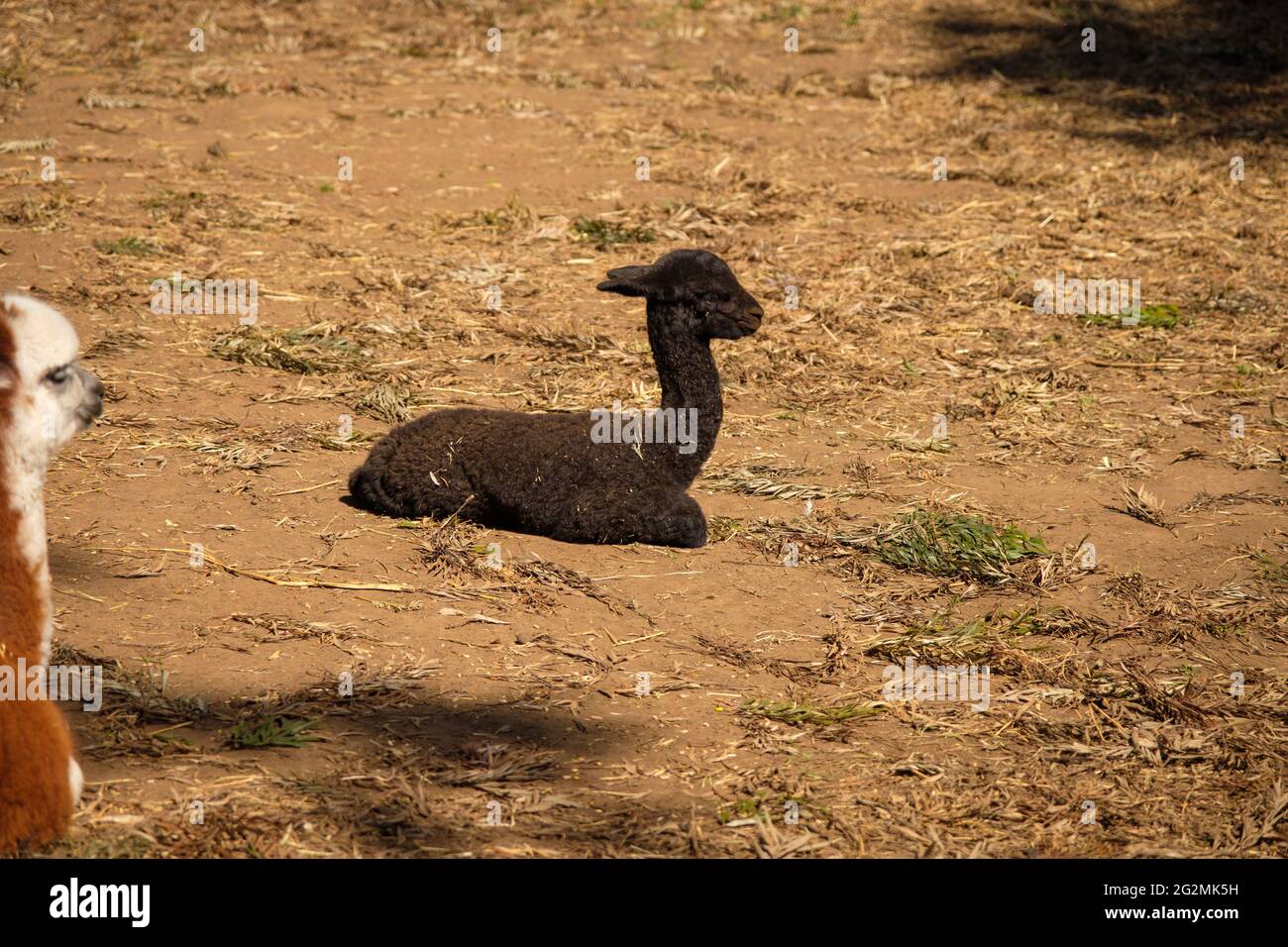Mountview Alpaca Farm Stock Photo - Alamy