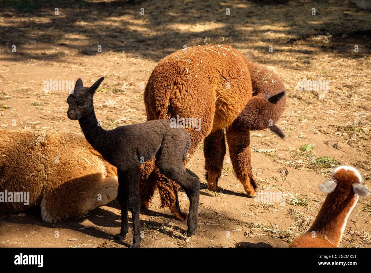 Mountview Alpaca Farm Stock Photo - Alamy