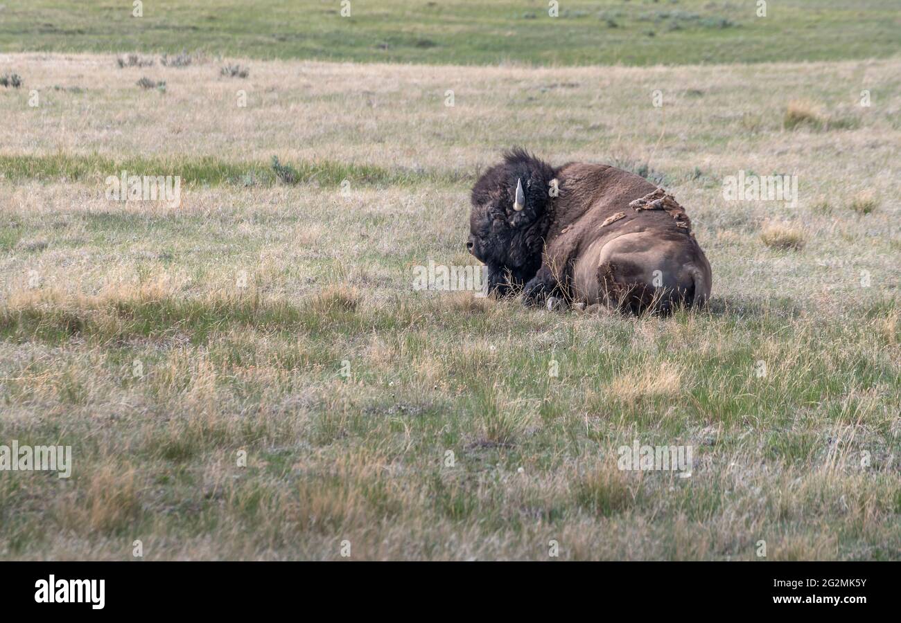 Single male plains bison lying on the prairie in Grasslands National ...