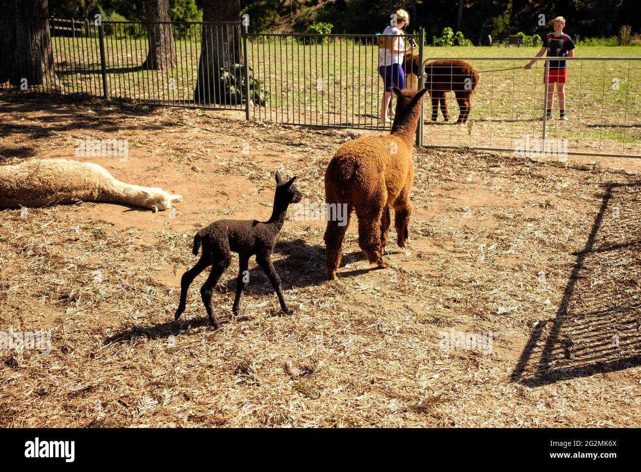 Mountview Alpaca Farm Stock Photo - Alamy