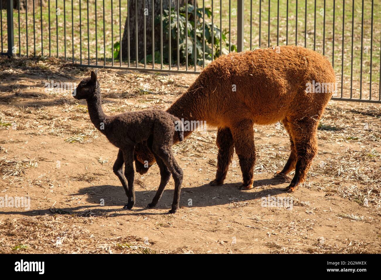 Mountview Alpaca Farm Stock Photo - Alamy