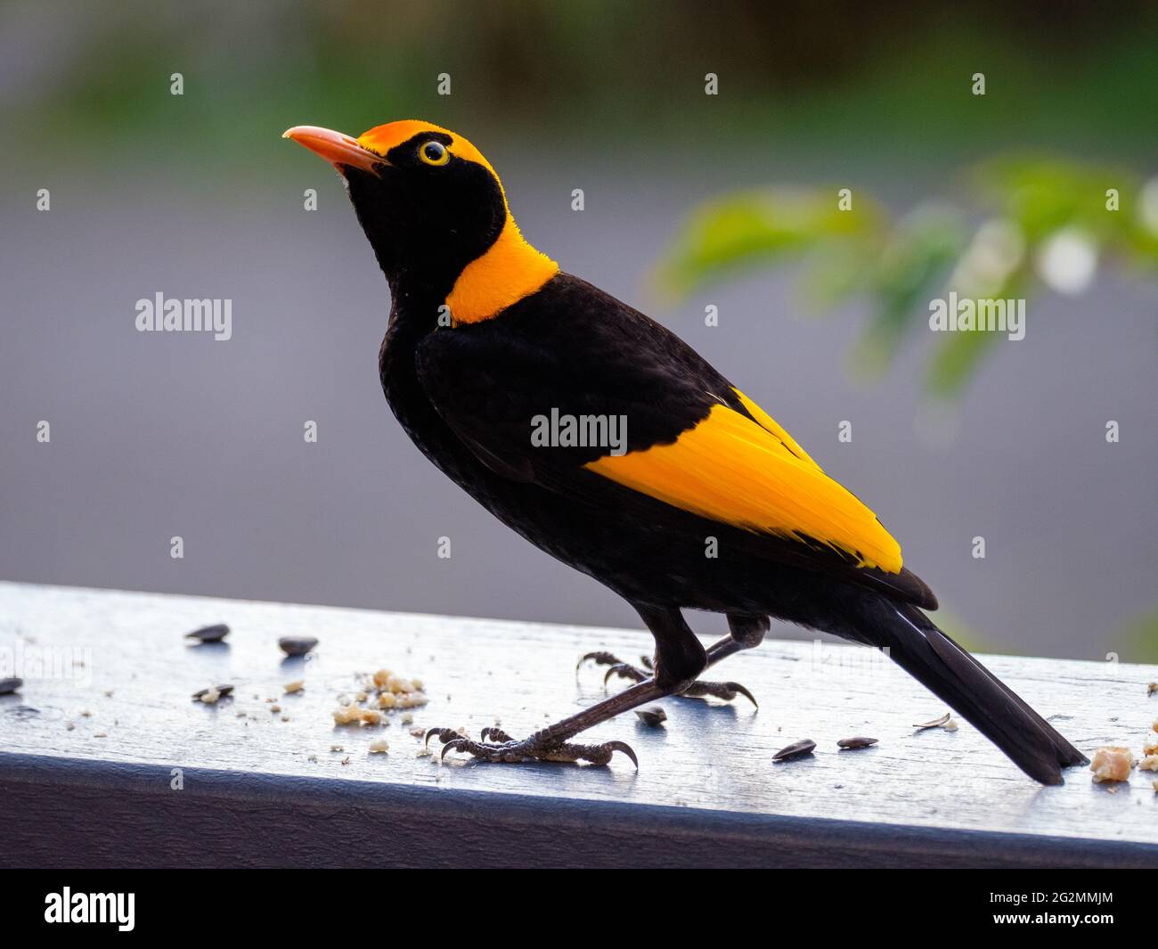 O'Reilly's Rainforest Retreat, Green Mountains National Park - Regent ...