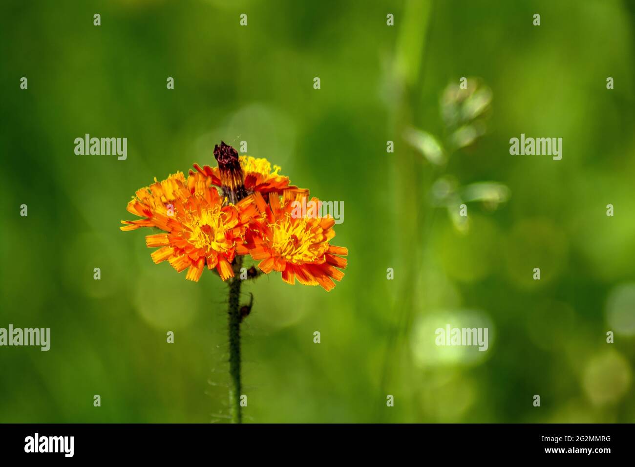 Enjoy nature : Orange power Stock Photo - Alamy