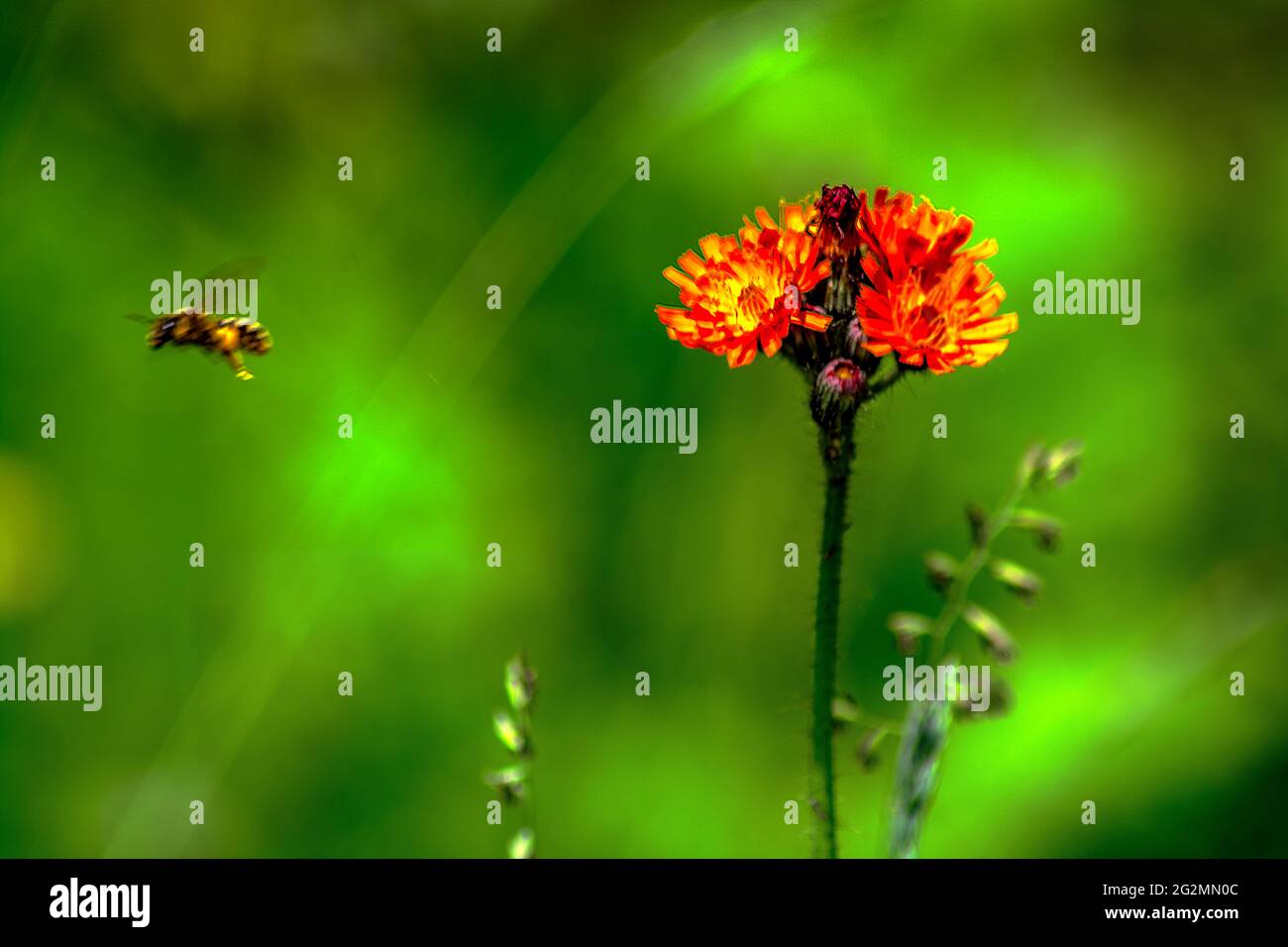 Enjoy nature : Orange power Stock Photo - Alamy