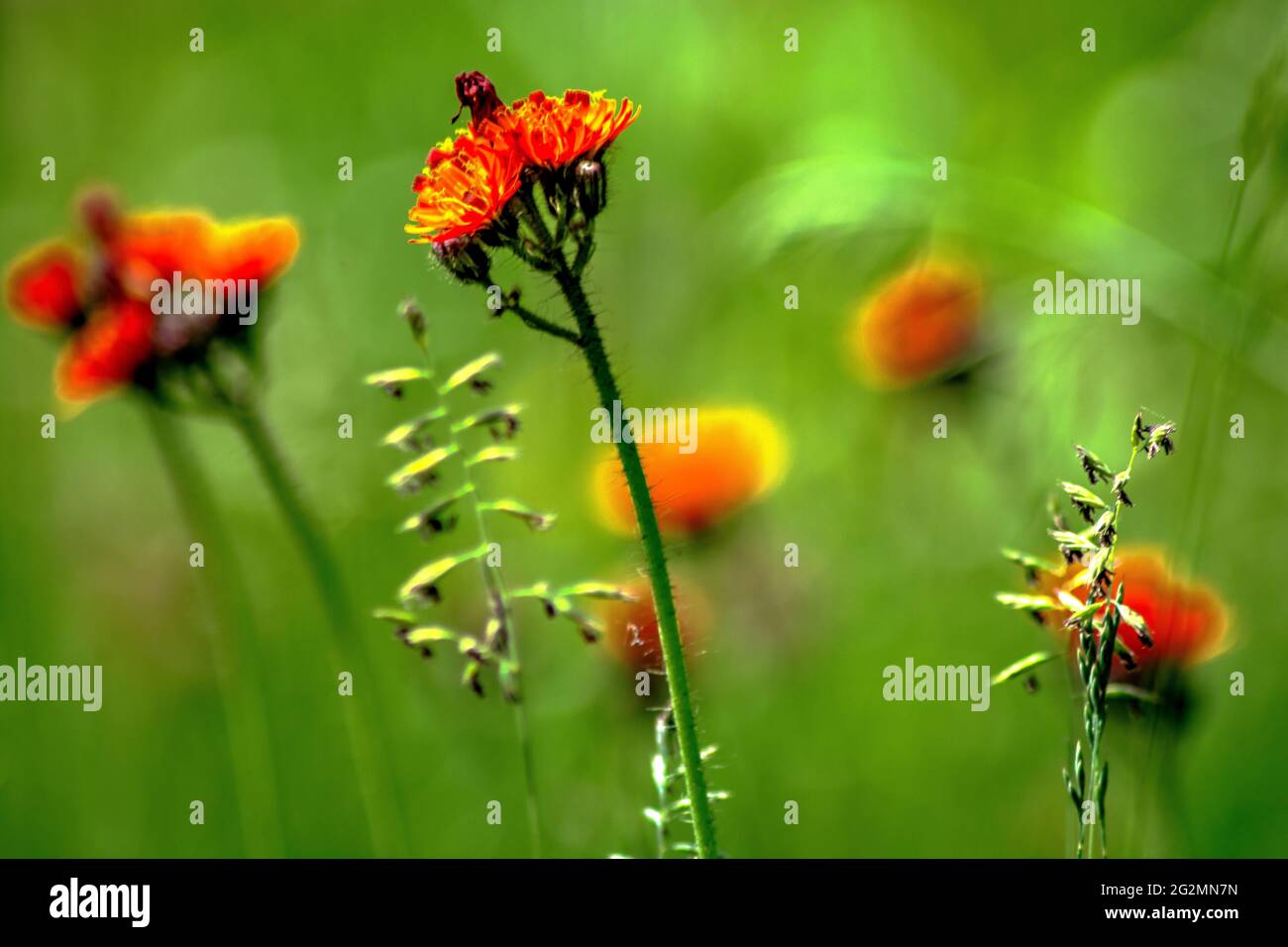 Enjoy nature : Orange power Stock Photo - Alamy