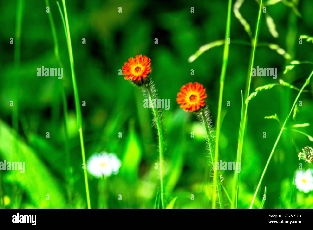 Enjoy nature : Orange power Stock Photo - Alamy
