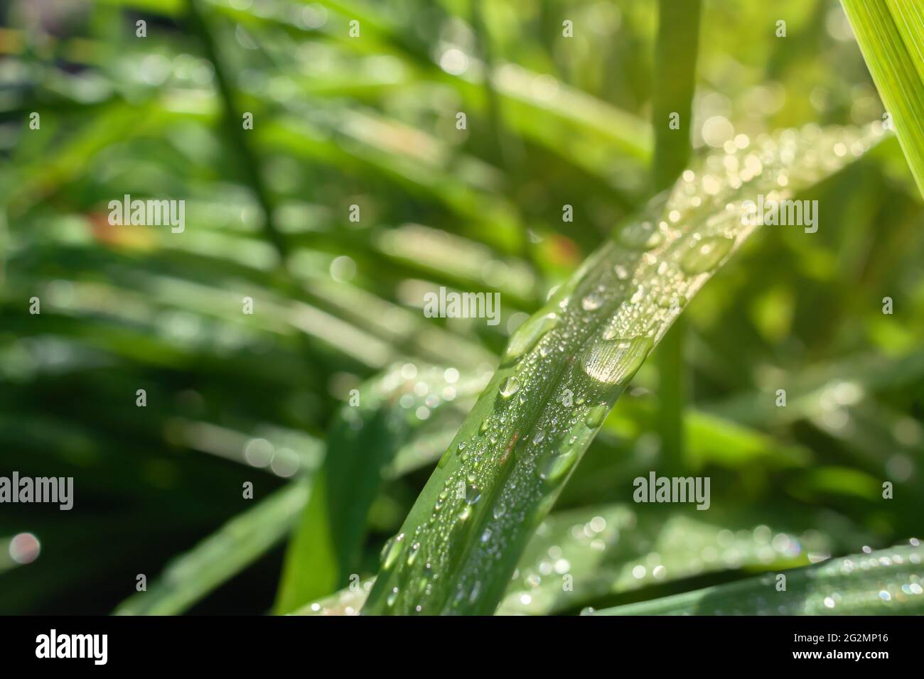 Condensation liquid hi-res stock photography and images - Alamy