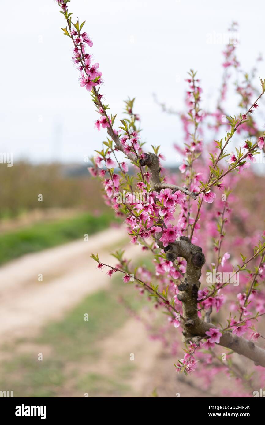 Pink Cherry trees during winter season in Aitona, Spain Stock Photo - Alamy