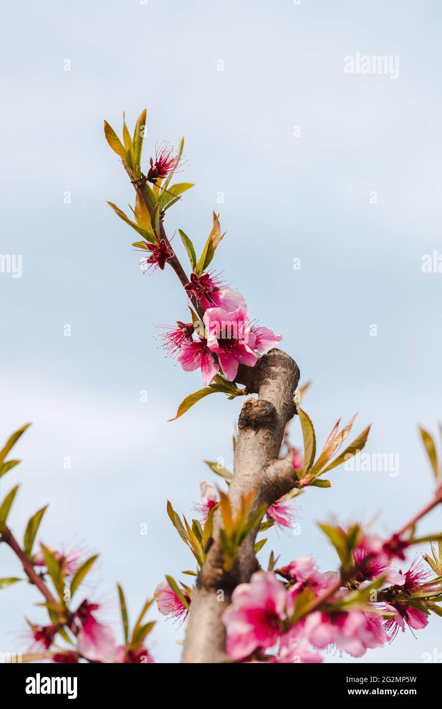 Pink Cherry trees during winter season in Aitona, Spain Stock Photo - Alamy