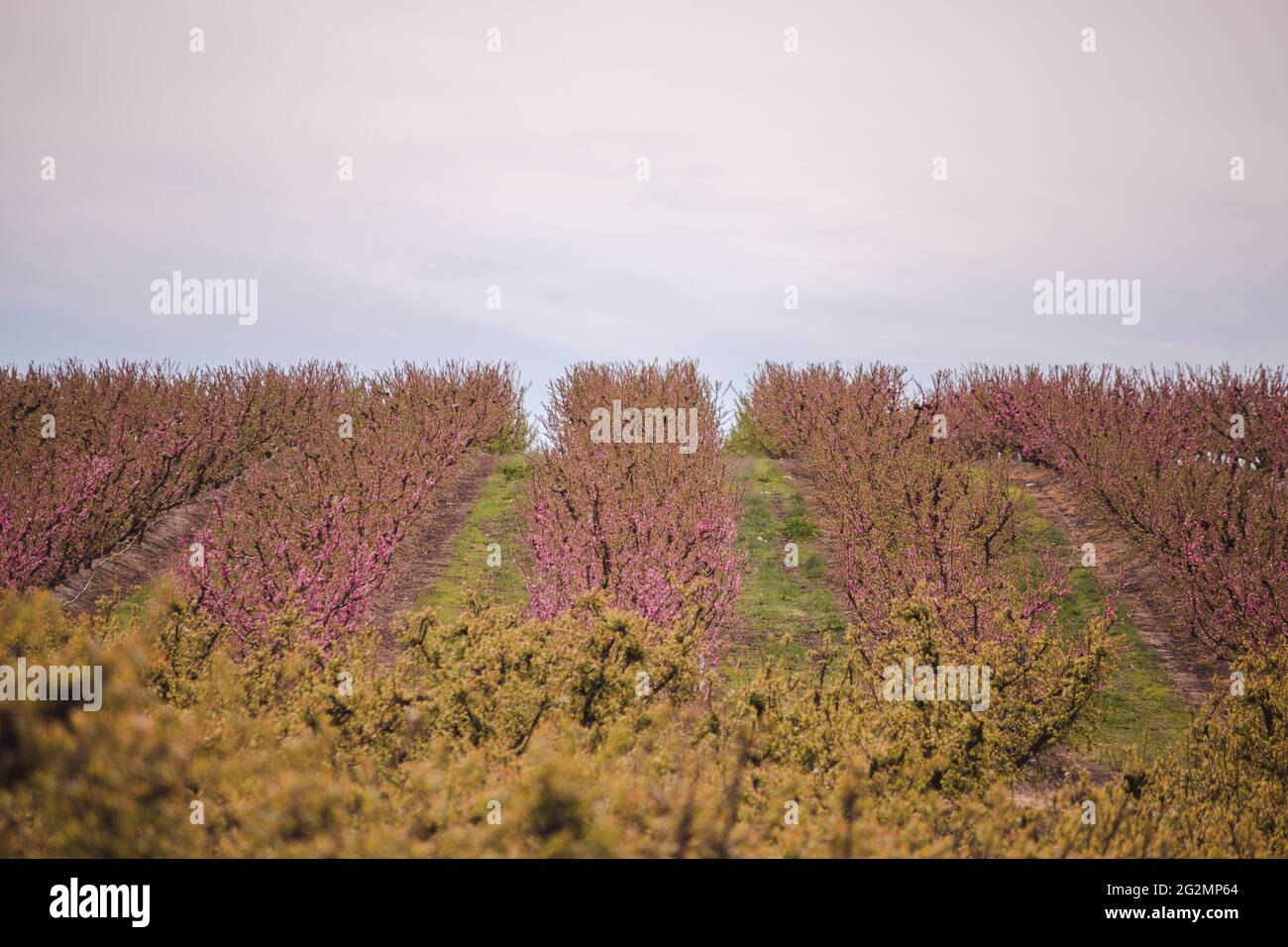 Pink cherry trees hi-res stock photography and images - Alamy