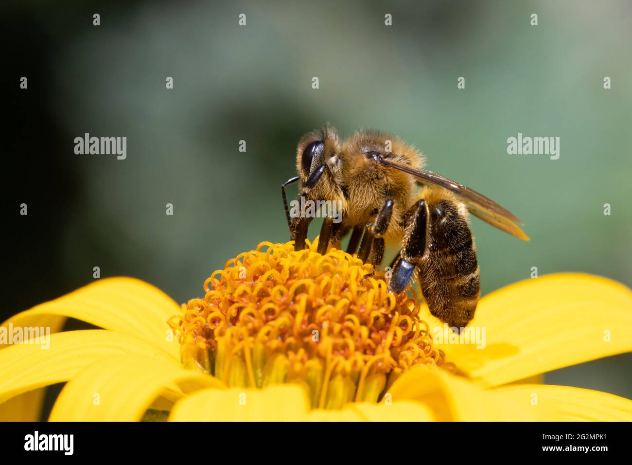 A honey bee collecting pollen at stamens in a yellow flower. A bee ...