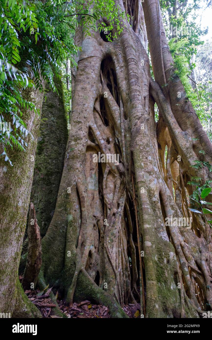 O'Reilly's Rainforest Retreat, Green Mountains National Park - Micks ...