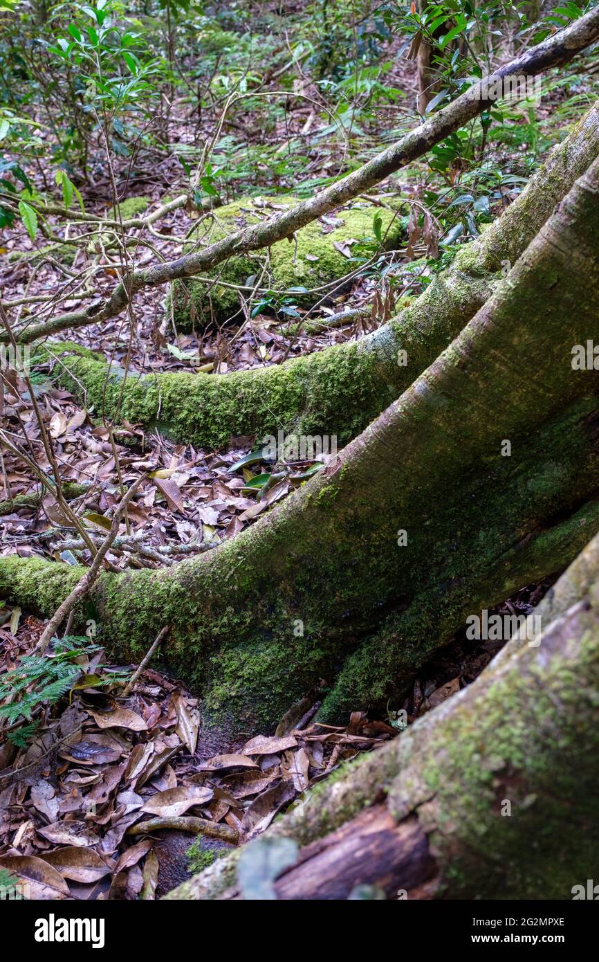 O'Reilly's Rainforest Retreat, Green Mountains National Park - Micks ...