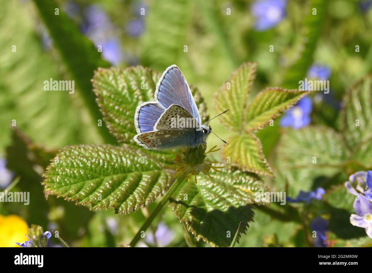 Common Blue Butterfly at rest on a wildflower. East Sussex, England, UK ...