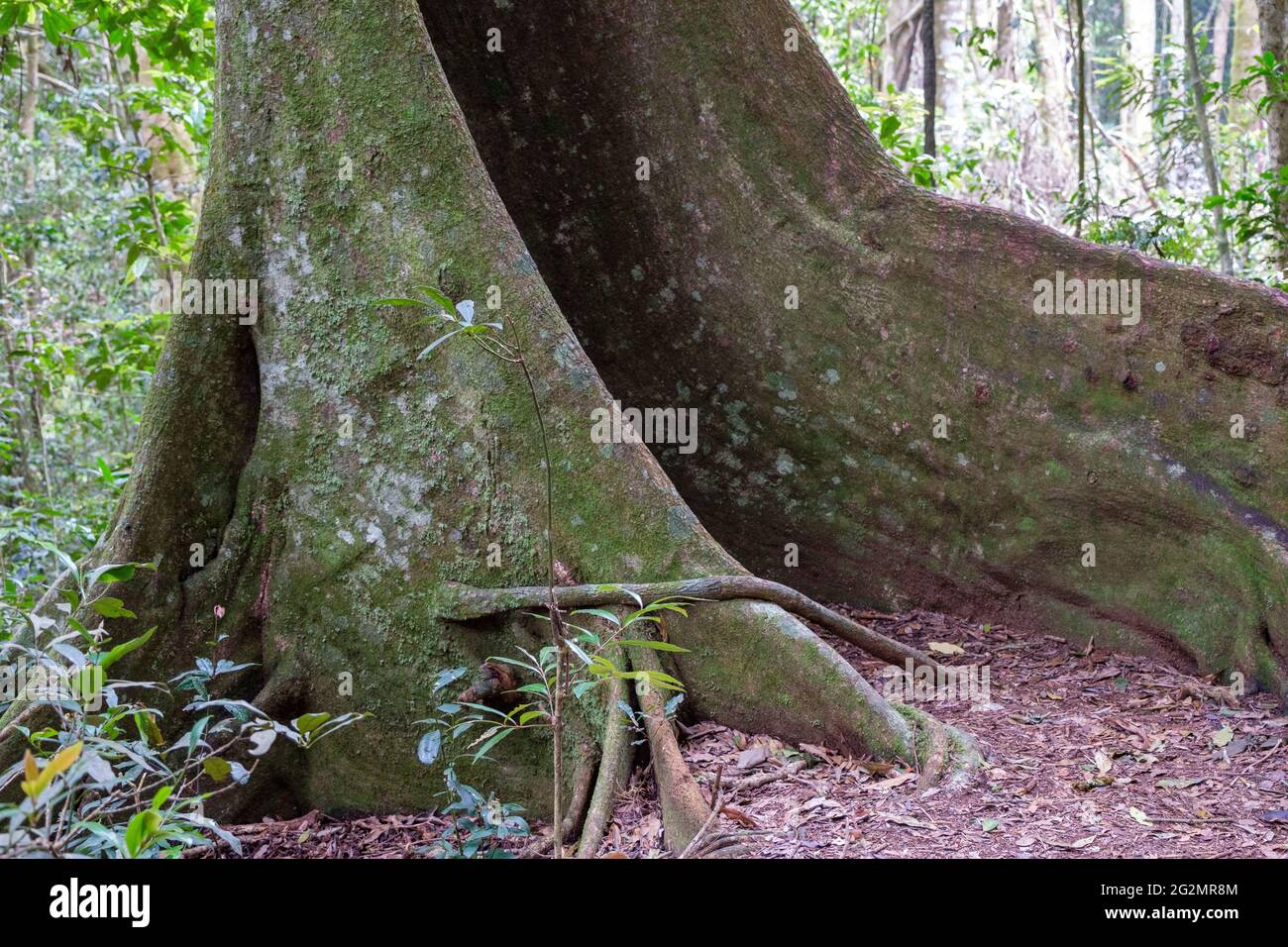 O'Reilly's Rainforest Retreat, Green Mountains National Park - Micks ...