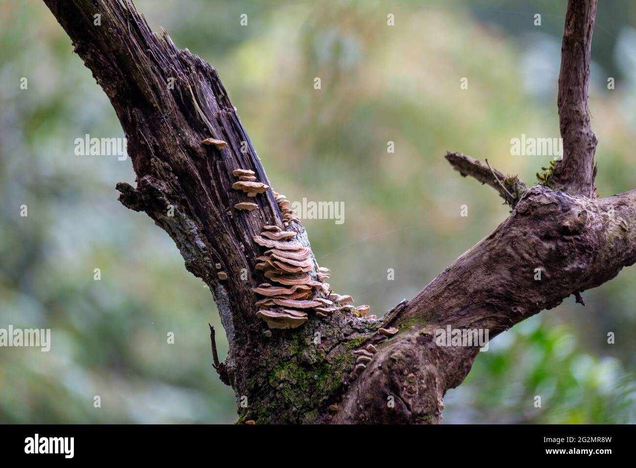 O'Reilly's Rainforest Retreat, Green Mountains National Park - Micks ...