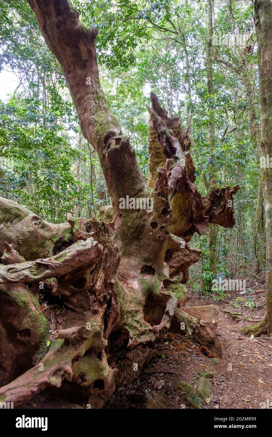 O'Reilly's Rainforest Retreat, Green Mountains National Park - Micks ...