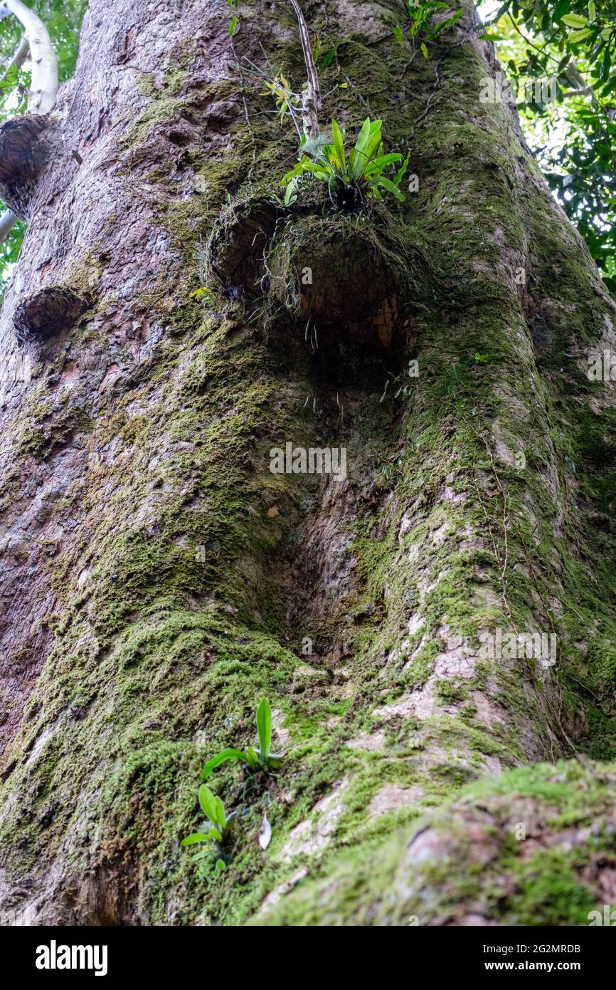 O'Reilly's Rainforest Retreat, Green Mountains National Park - Micks ...