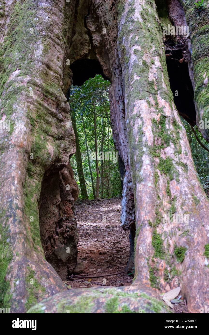 O'Reilly's Rainforest Retreat, Green Mountains National Park - Micks ...