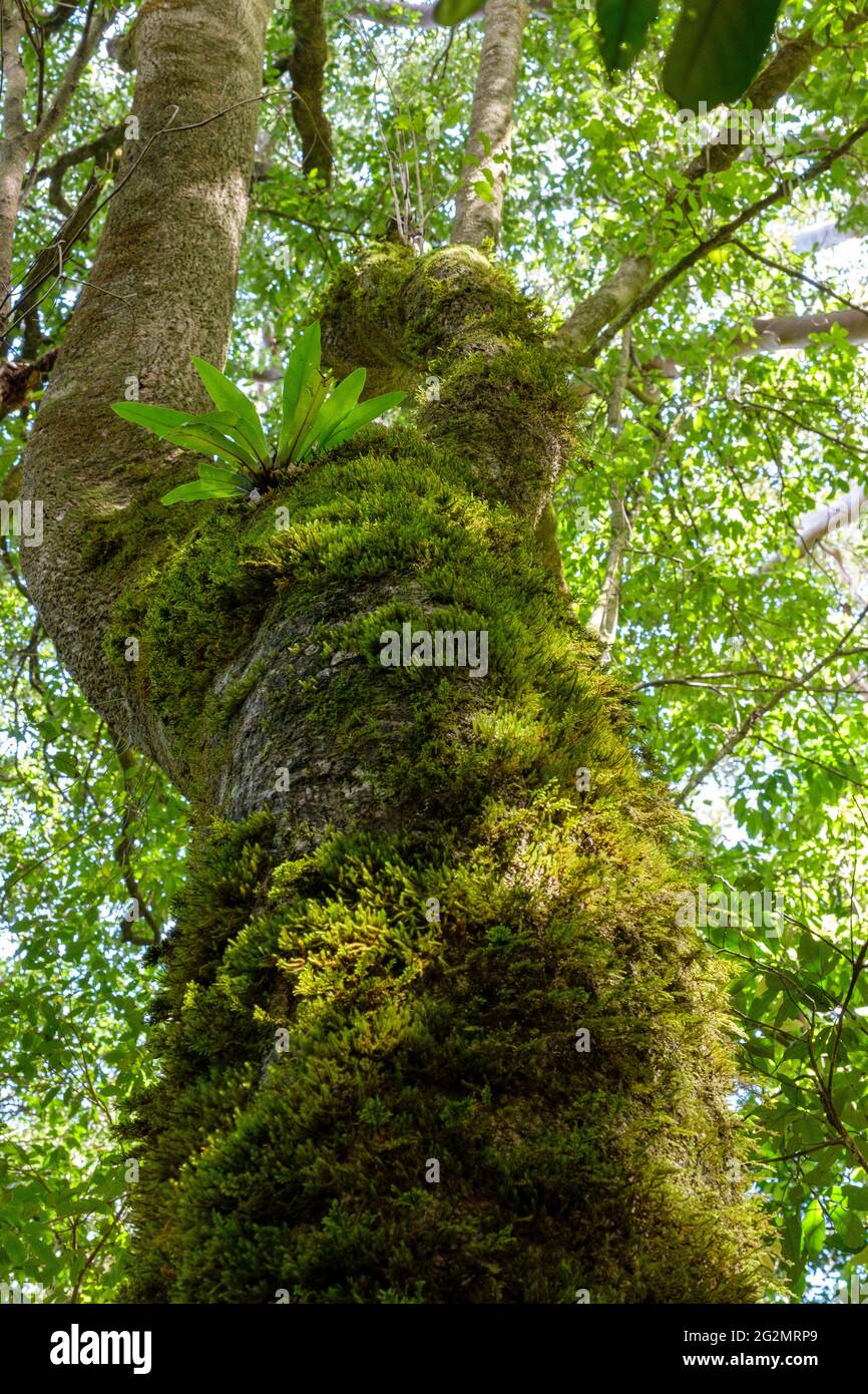 O'Reilly's Rainforest Retreat, Green Mountains National Park - Micks ...