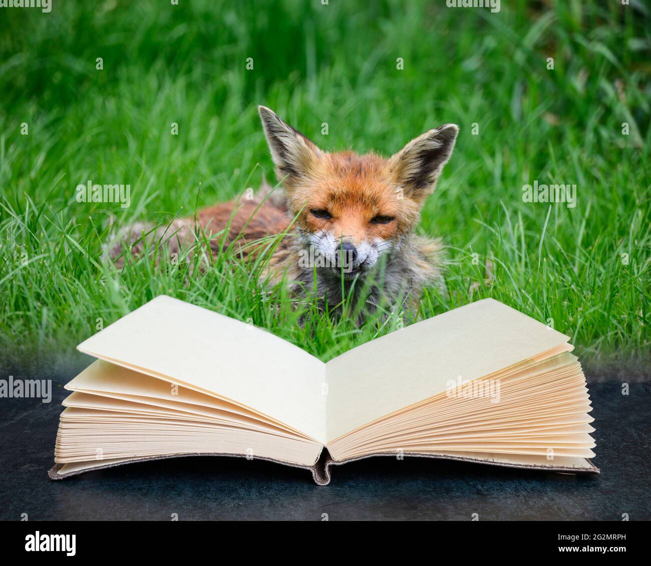 Red fox book cover hi-res stock photography and images - Alamy