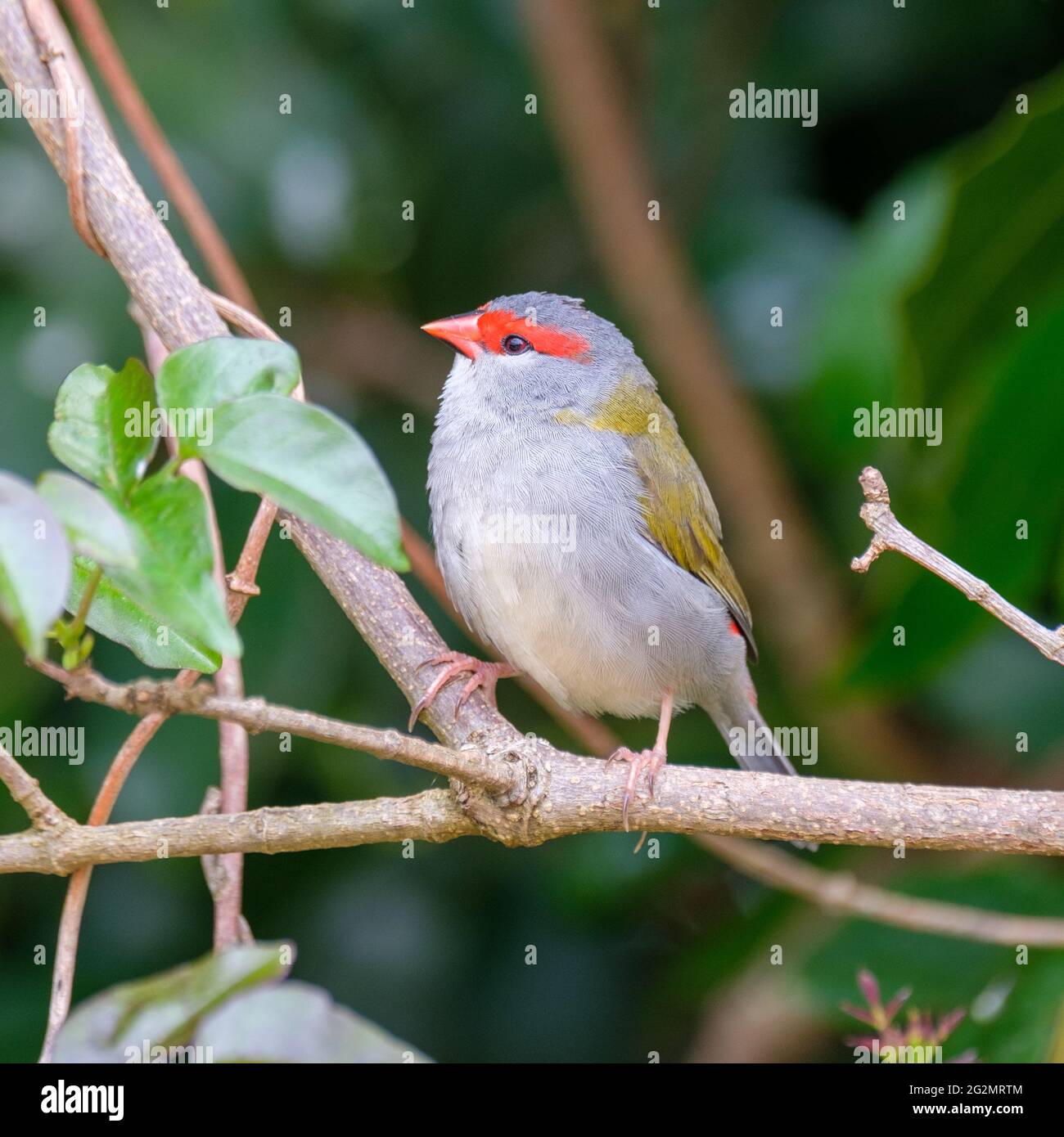 Australian red browed finch hi-res stock photography and images - Alamy